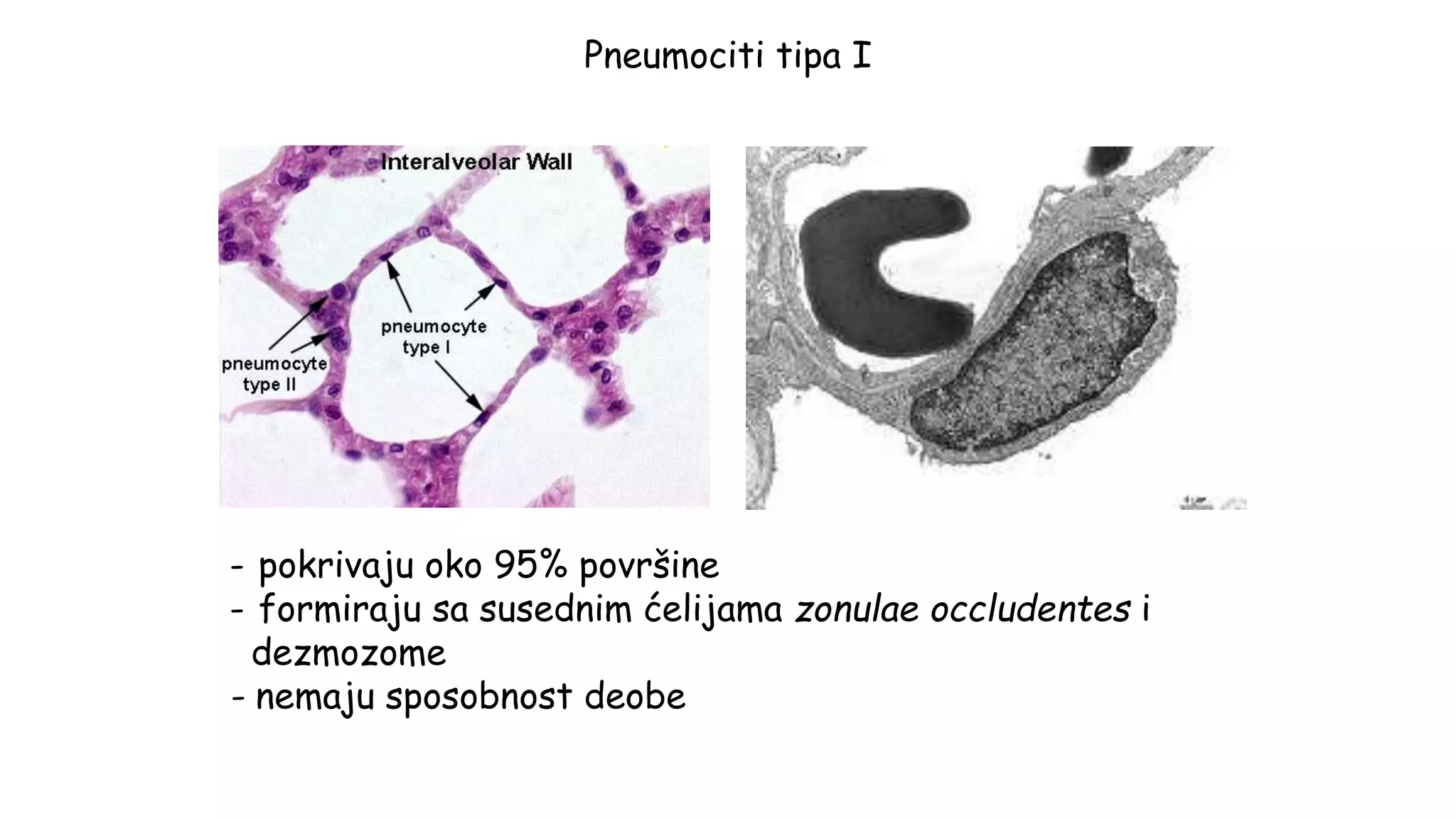 Histologija respiratorni sistem | PPTX