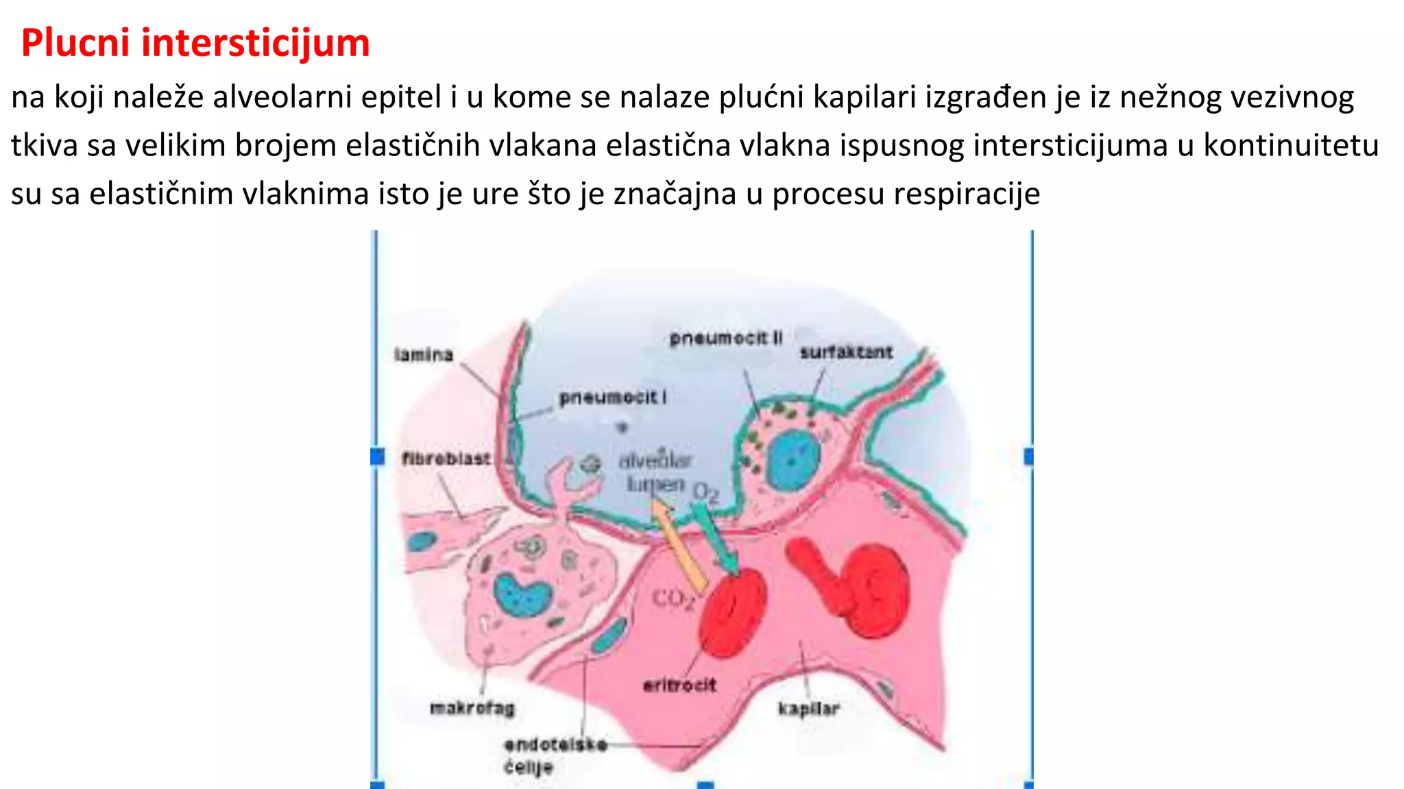 Histologija respiratorni sistem | PPTX