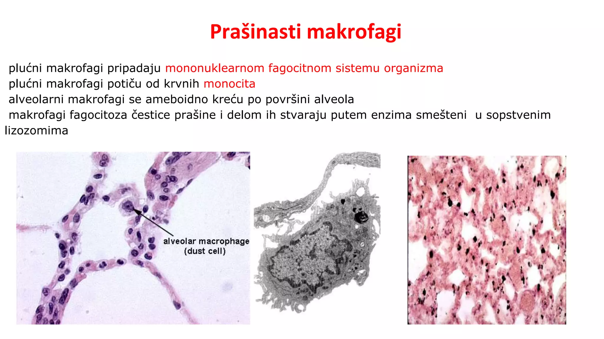 Histologija respiratorni sistem | PPTX