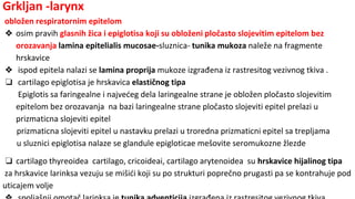 Histologija respiratorni sistem | PPTX