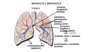 Histologija respiratorni sistem | PPTX