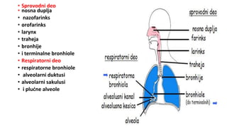 Histologija respiratorni sistem | PPTX