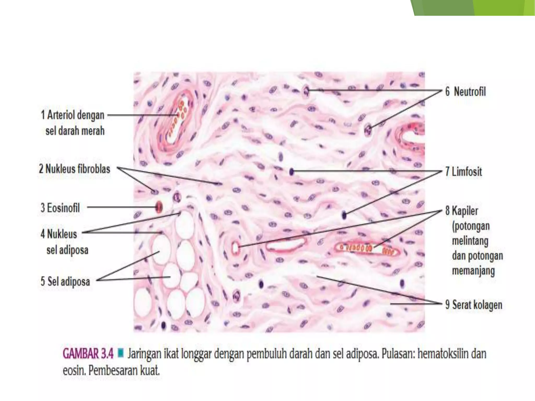 HISTOLOGI JARINGAN IKAT & JAR. ADIPOSA dr.Yayuk Suzena.pptx