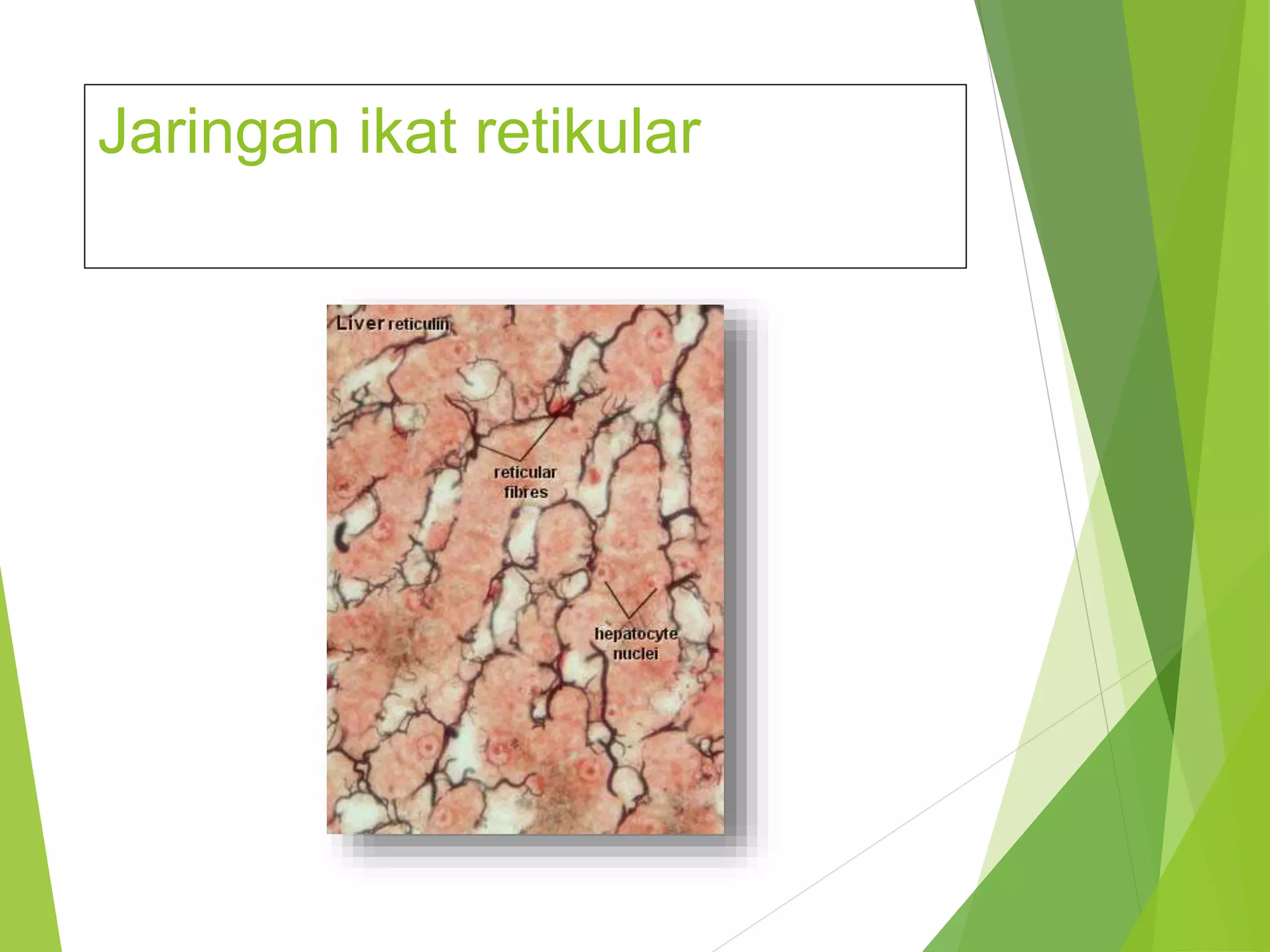 HISTOLOGI JARINGAN IKAT & JAR. ADIPOSA dr.Yayuk Suzena.pptx