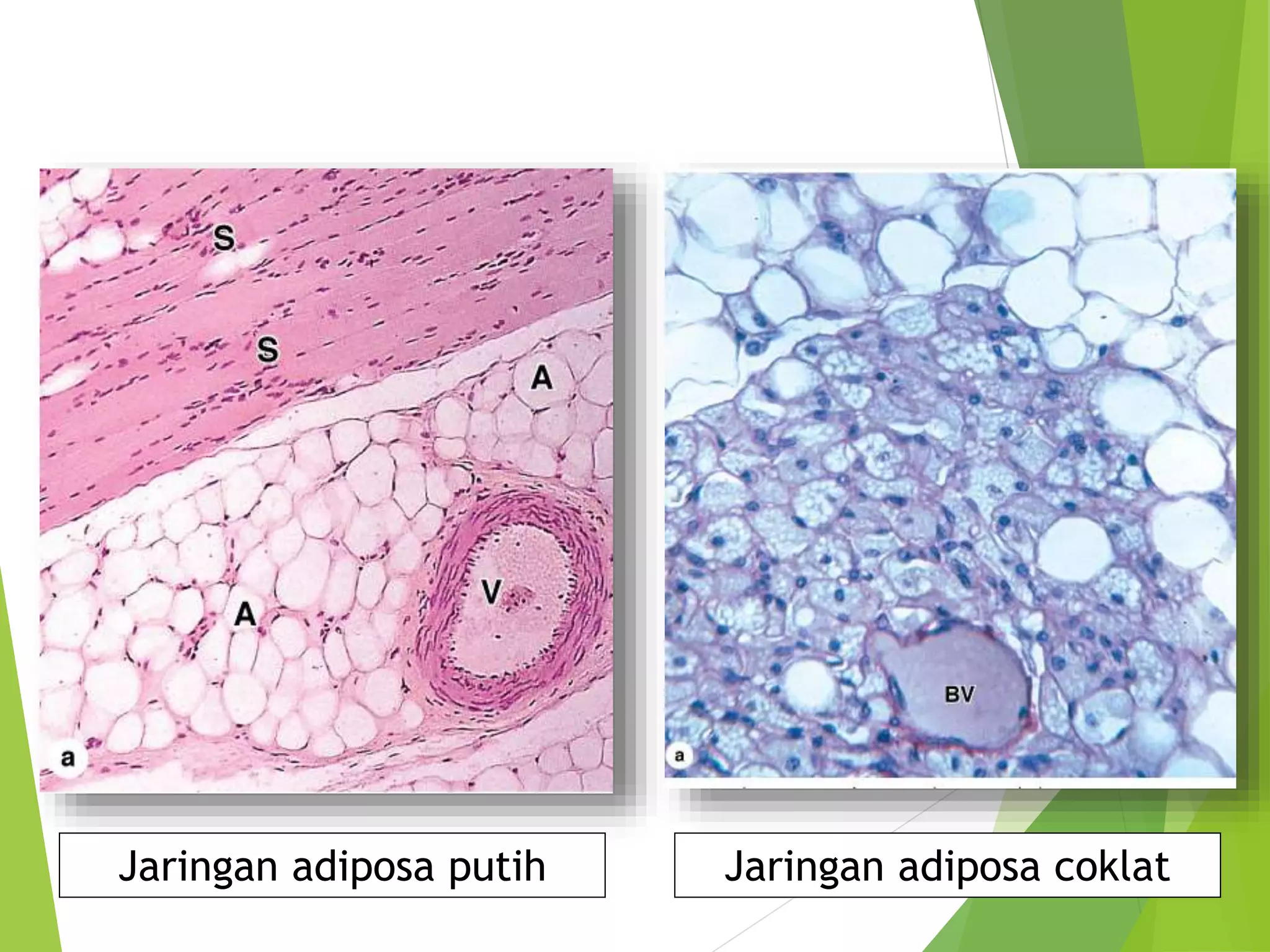 HISTOLOGI JARINGAN IKAT & JAR. ADIPOSA dr.Yayuk Suzena.pptx