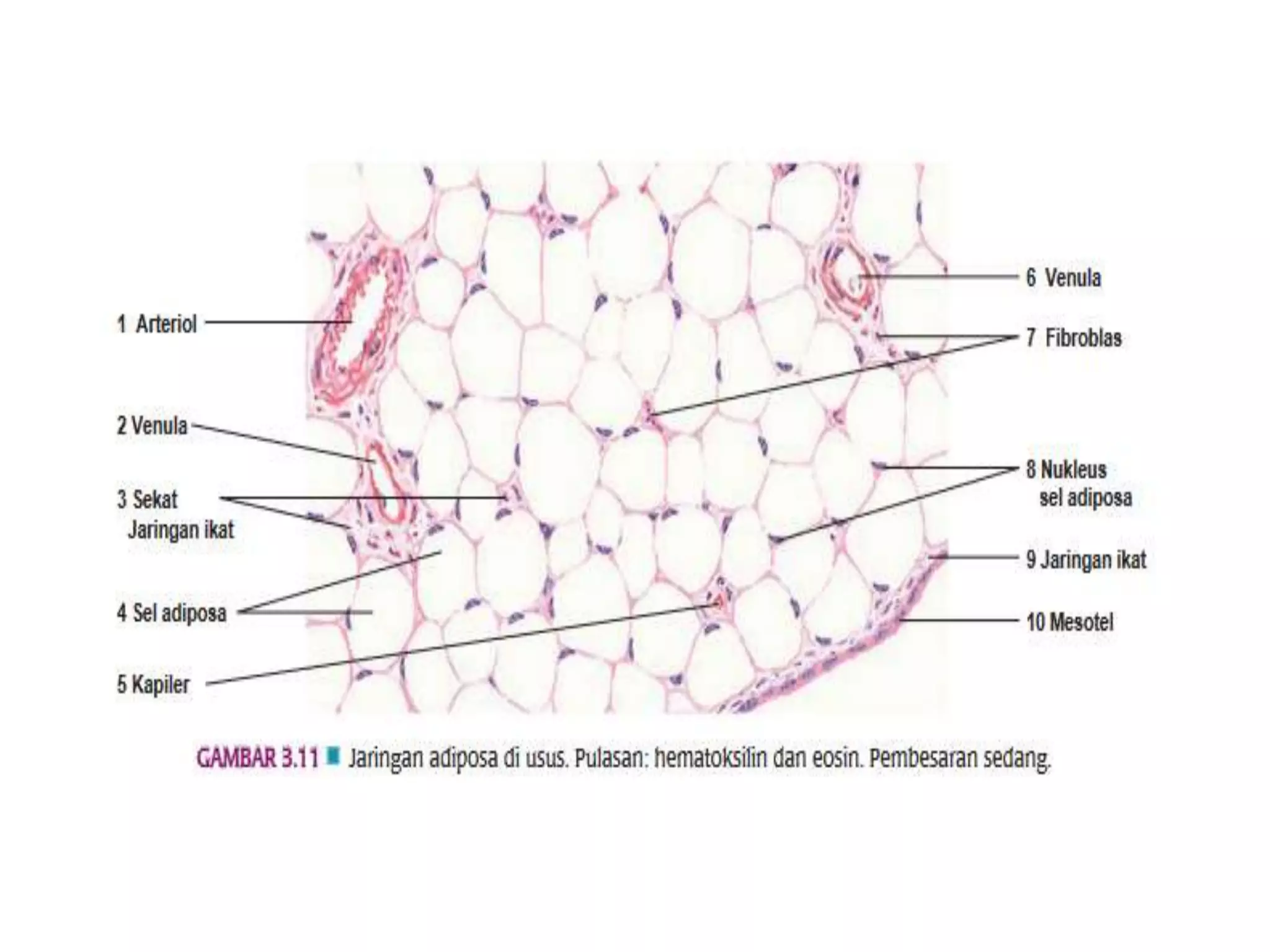 HISTOLOGI JARINGAN IKAT & JAR. ADIPOSA dr.Yayuk Suzena.pptx