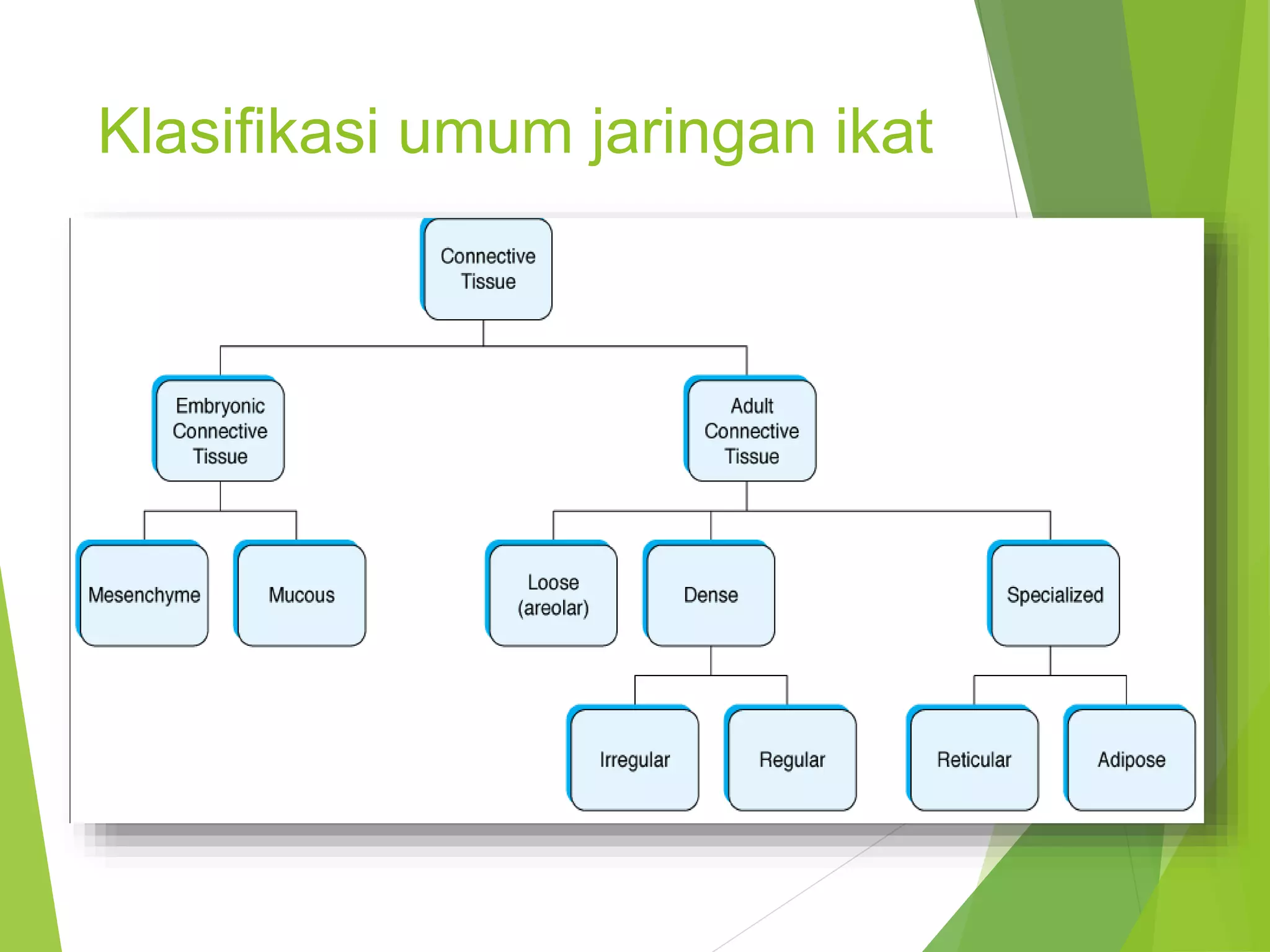 HISTOLOGI JARINGAN IKAT & JAR. ADIPOSA dr.Yayuk Suzena.pptx