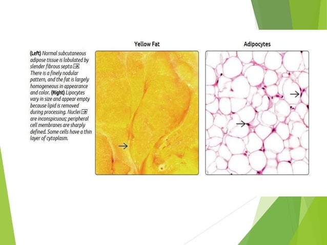 HISTOLOGI JARINGAN IKAT & JAR. ADIPOSA dr.Yayuk Suzena.pptx
