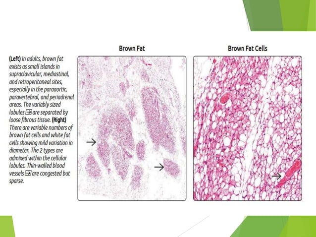 HISTOLOGI JARINGAN IKAT & JAR. ADIPOSA dr.Yayuk Suzena.pptx
