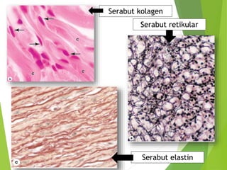 HISTOLOGI JARINGAN IKAT & JAR. ADIPOSA dr.Yayuk Suzena.pptx