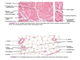 HISTOLOGI JARINGAN IKAT & JAR. ADIPOSA dr.Yayuk Suzena.pptx