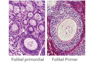 Histologi Reproduksi materi keuliah .pptx (1).pdf