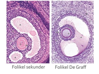 Histologi Reproduksi materi keuliah .pptx (1).pdf