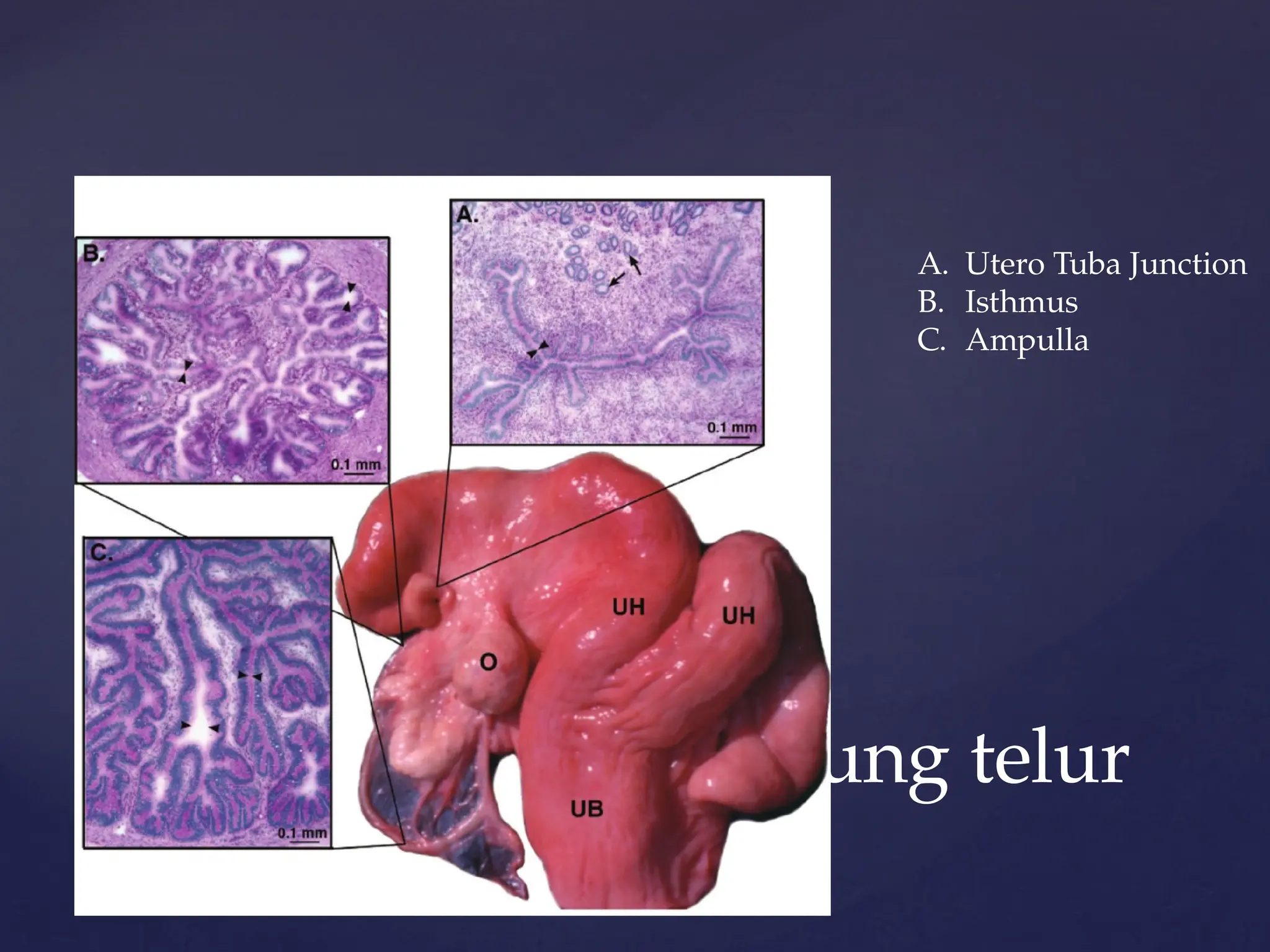 HISTOLOGI REPRODUKSI TERNAK RUMINANSIA DAN NON RUMINANSIA | PPTX