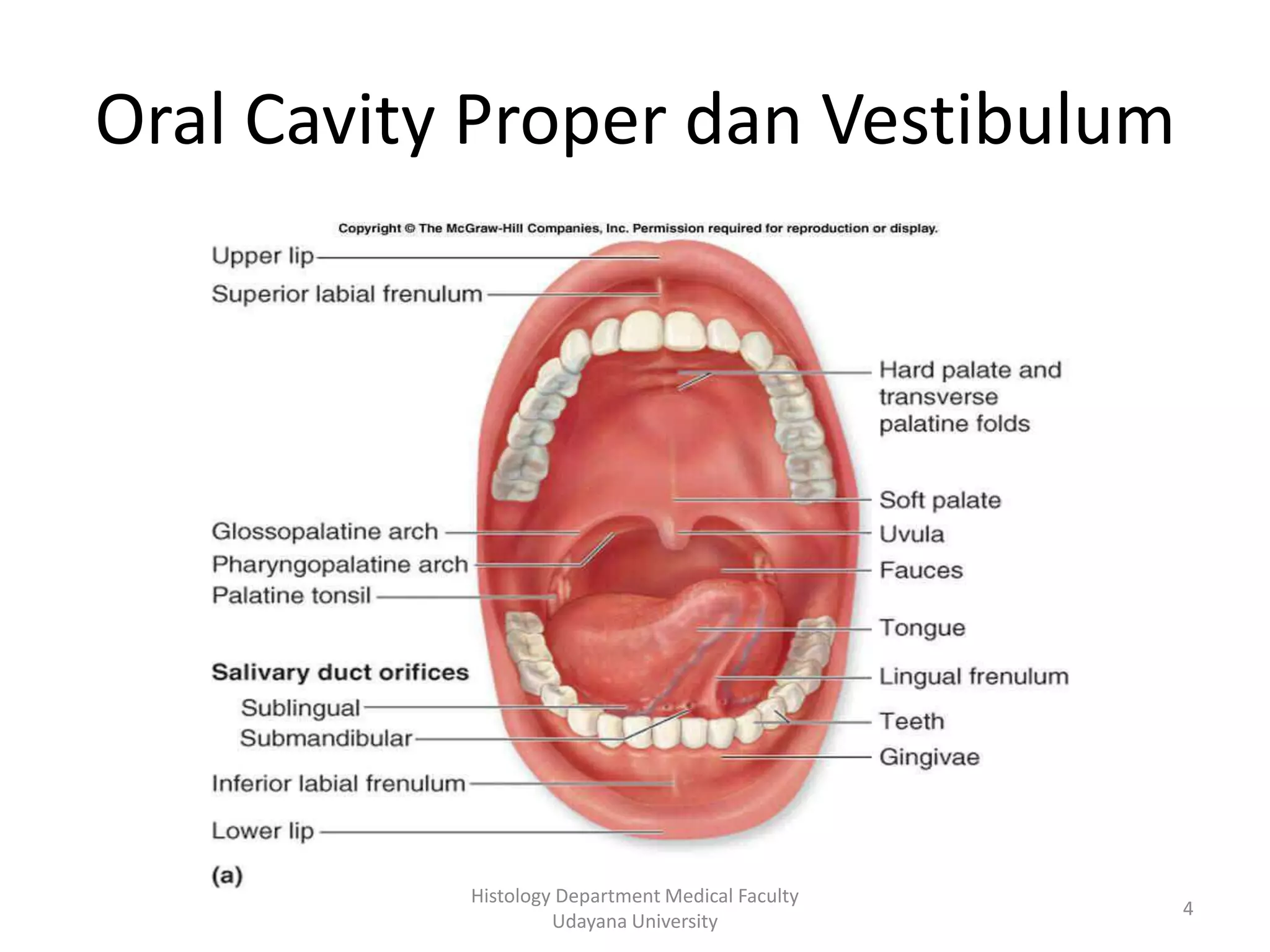 Struktur Histologi Rongga Mulut Oleh dr. I Wayan Sugiritama, M.Kes