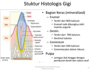 Struktur Histologi Rongga Mulut Oleh dr. I Wayan Sugiritama, M.Kes