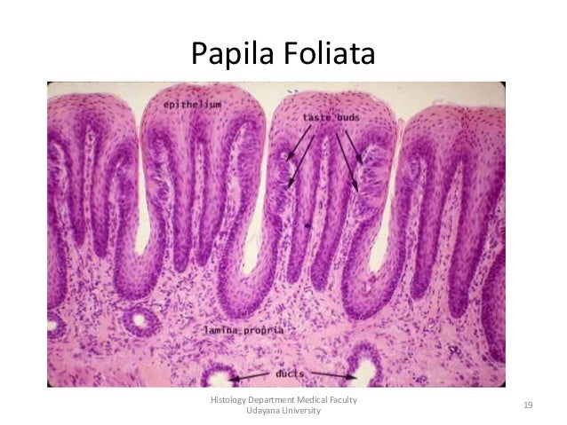 Struktur Histologi Rongga Mulut Oleh dr. I Wayan Sugiritama, M.Kes