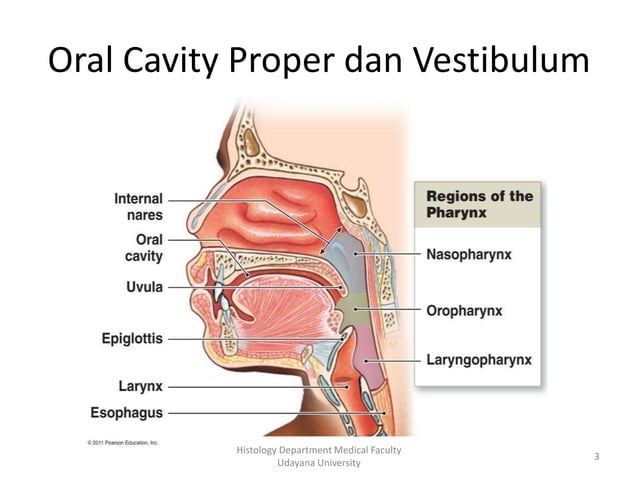Struktur Histologi Rongga Mulut | PPTX