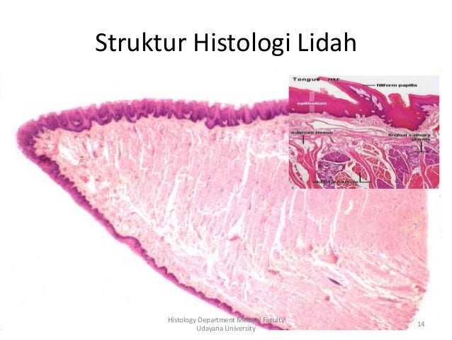 Struktur Histologi Rongga Mulut