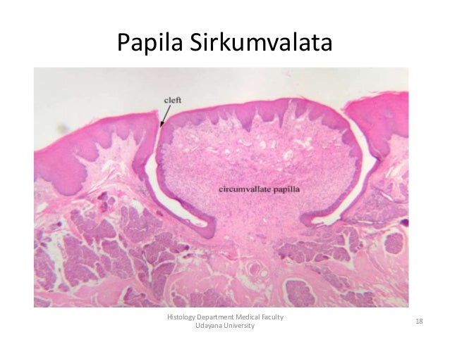 Struktur Histologi Rongga Mulut