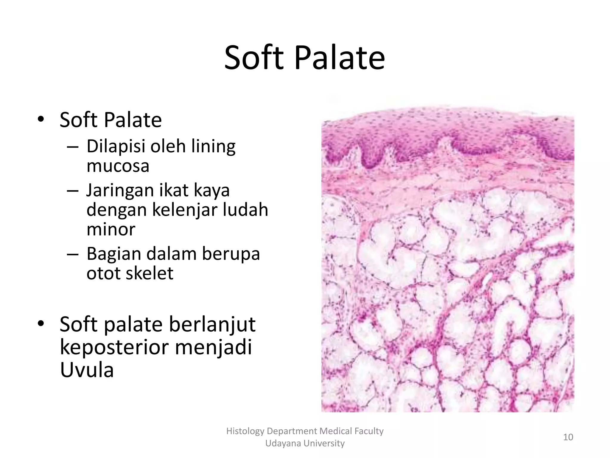Histologi Rongga Mulut | PPSX