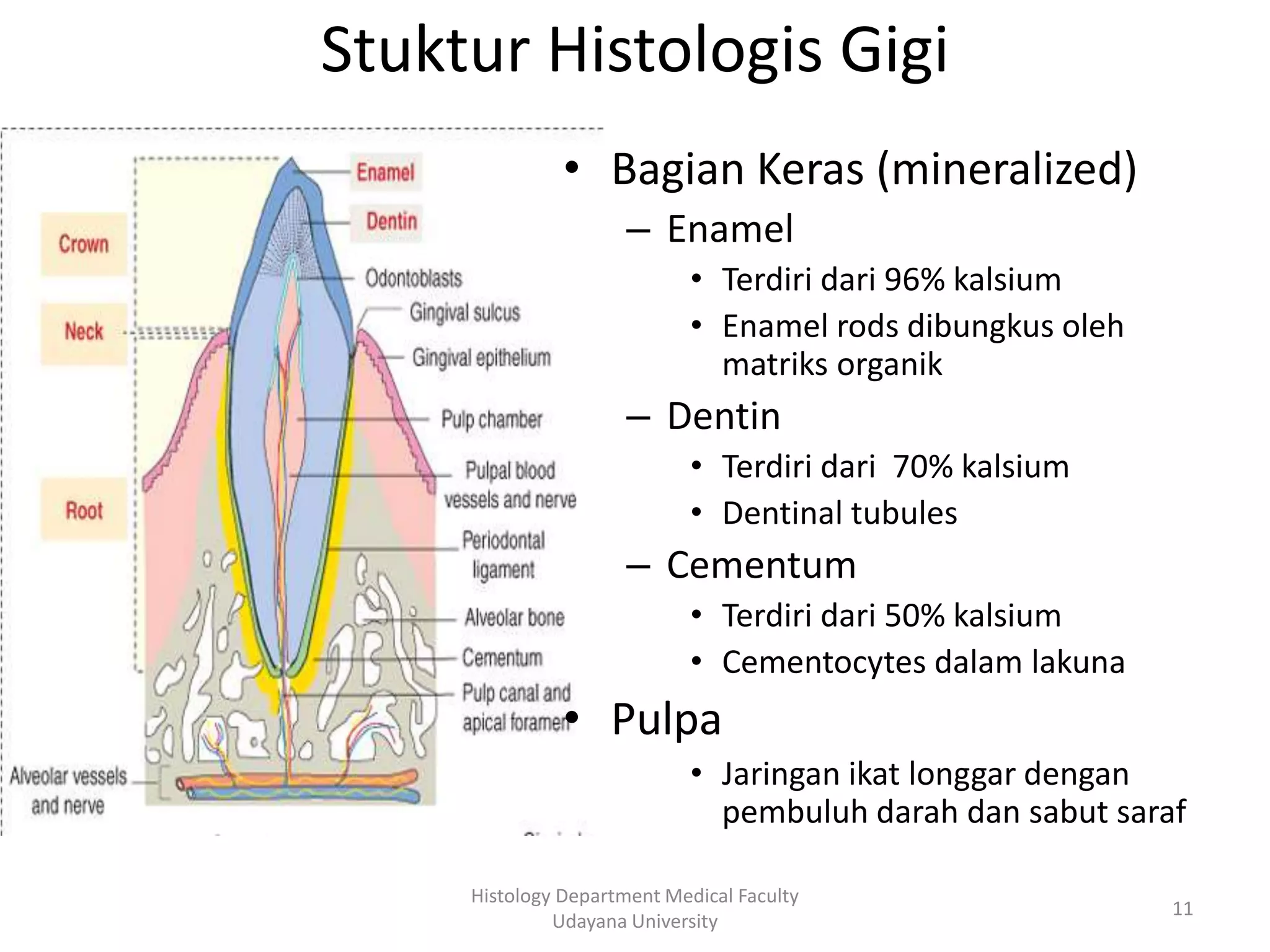 Histologi Rongga Mulut | PPSX