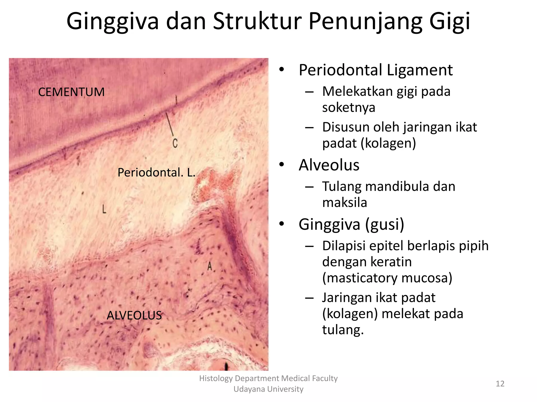 Histologi Rongga Mulut | PPSX