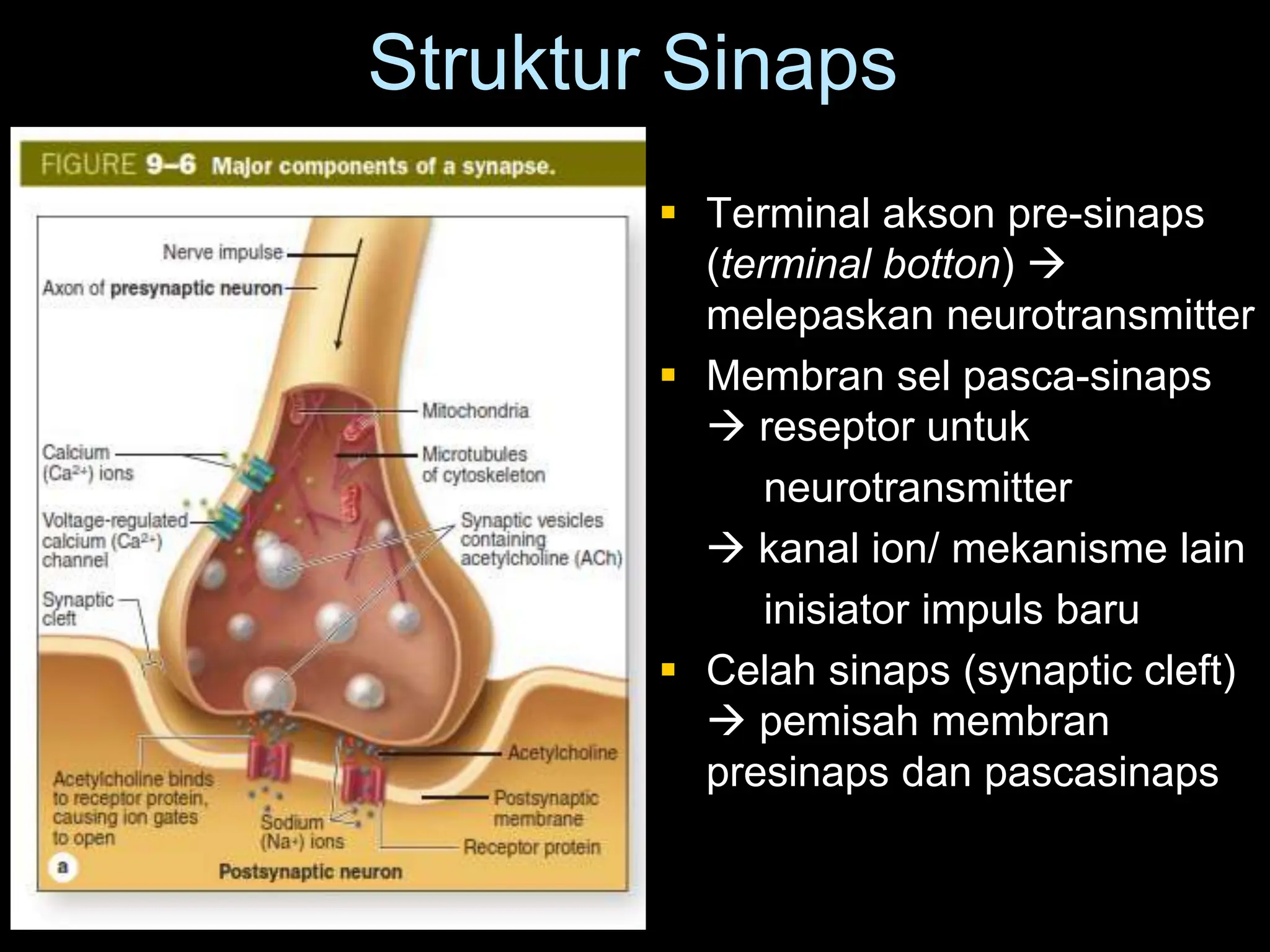 Histology of Nervous System for Preclinical Student Medical Faculty | PPTX