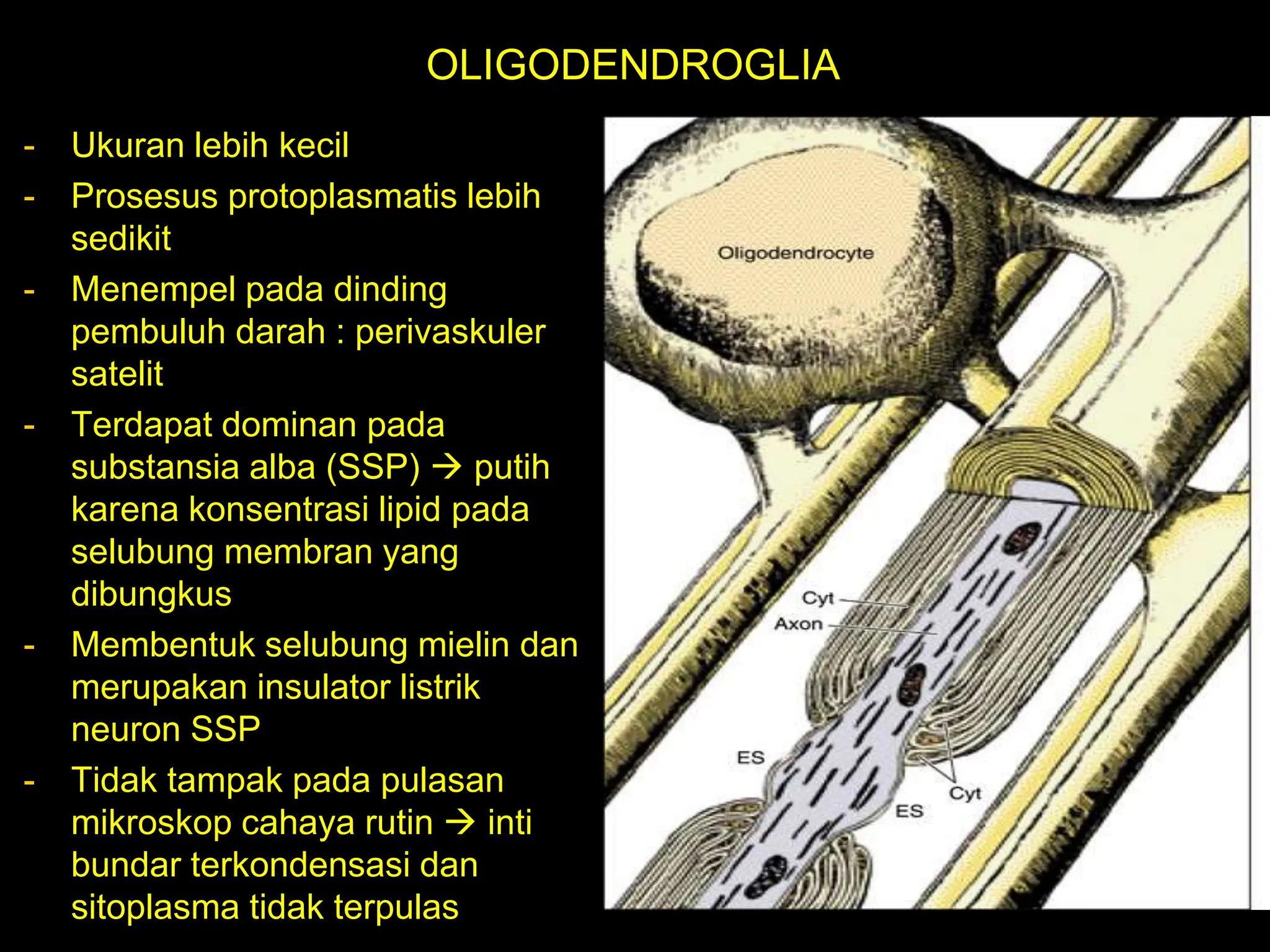 Histology of Nervous System for Preclinical Student Medical Faculty | PPTX