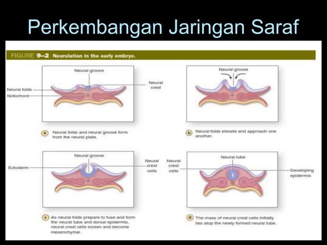 Histology of Nervous System for Preclinical Student Medical Faculty | PPTX