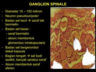 Histology of Nervous System for Preclinical Student Medical Faculty | PPTX