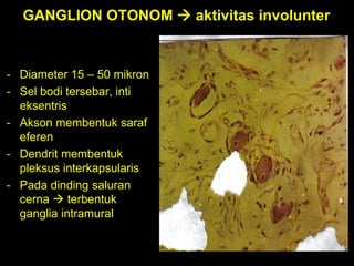 Histology of Nervous System for Preclinical Student Medical Faculty | PPTX