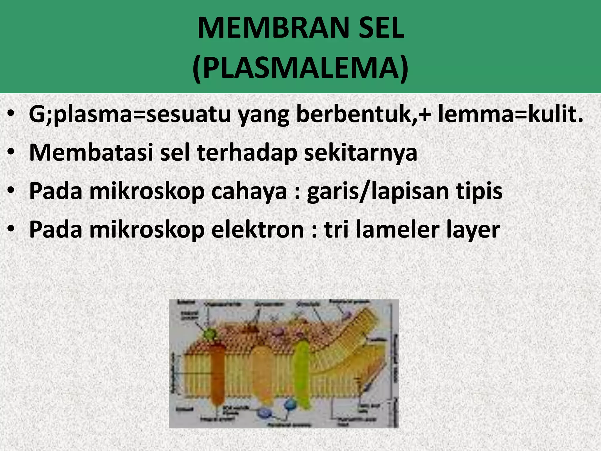 Histologi sel | PPTX
