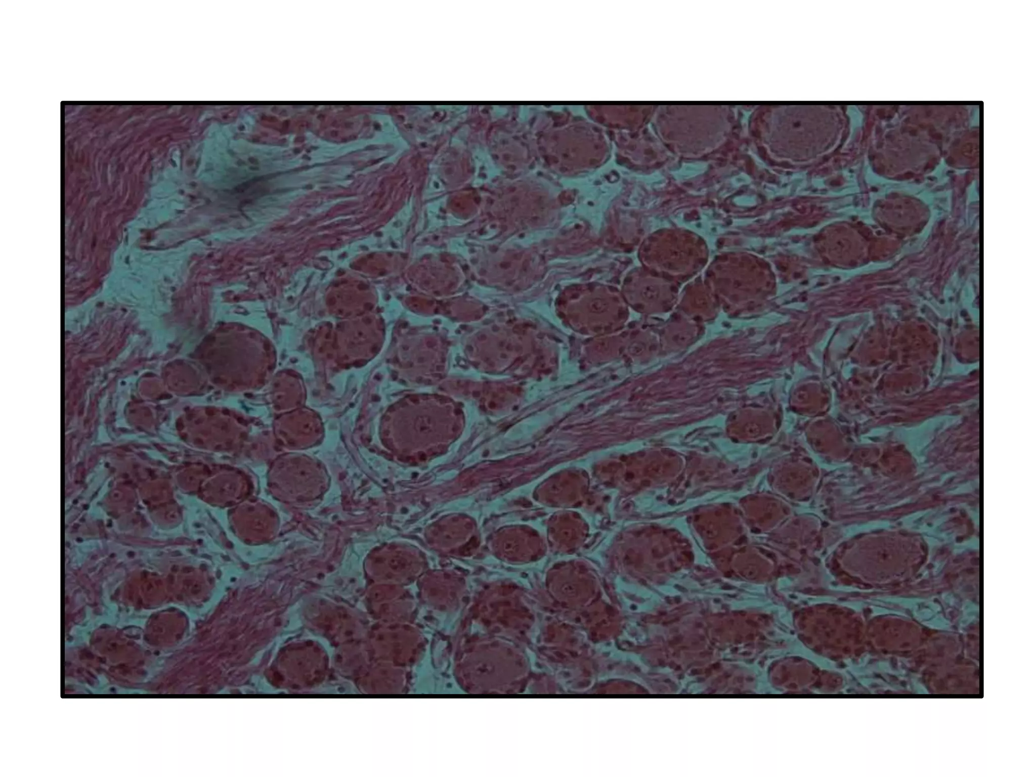 Histologi sel | PPTX