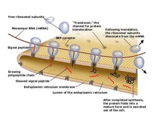 Histologi sel | PPTX