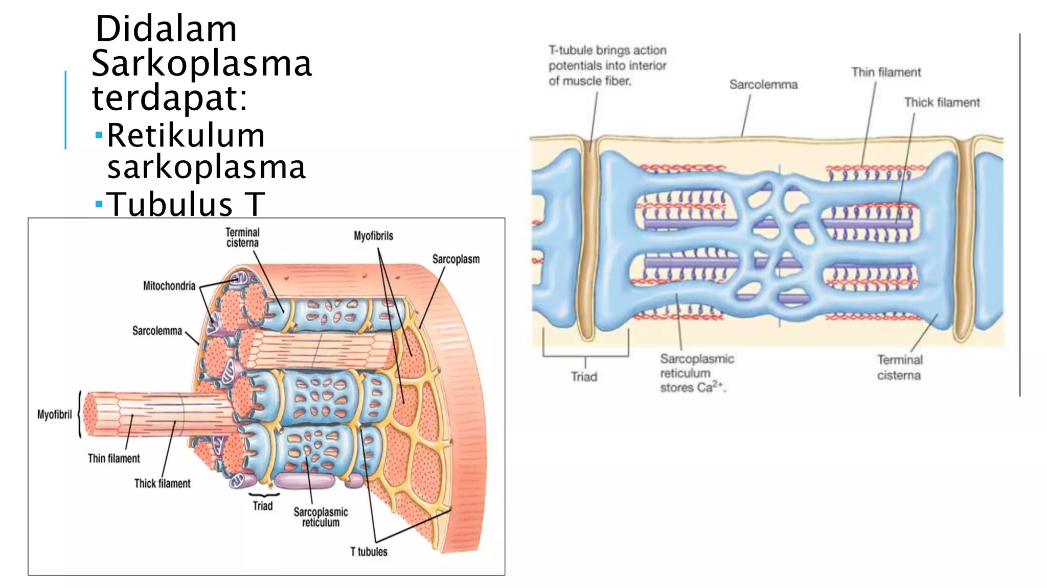 Histologi Sistem Muskular - Histology Muscular System | PPTX