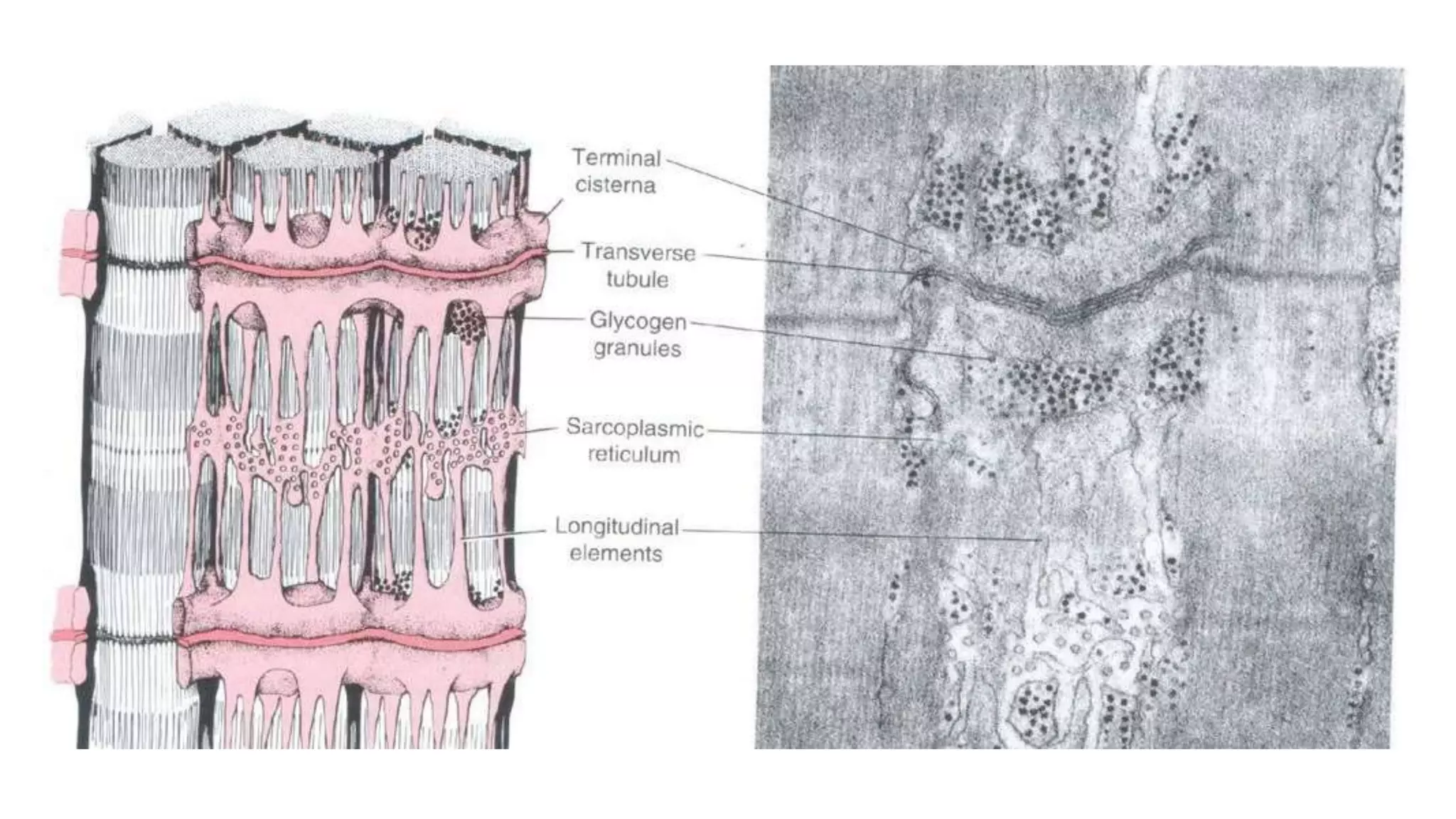 Histologi Sistem Muskular - Histology Muscular System | PPTX