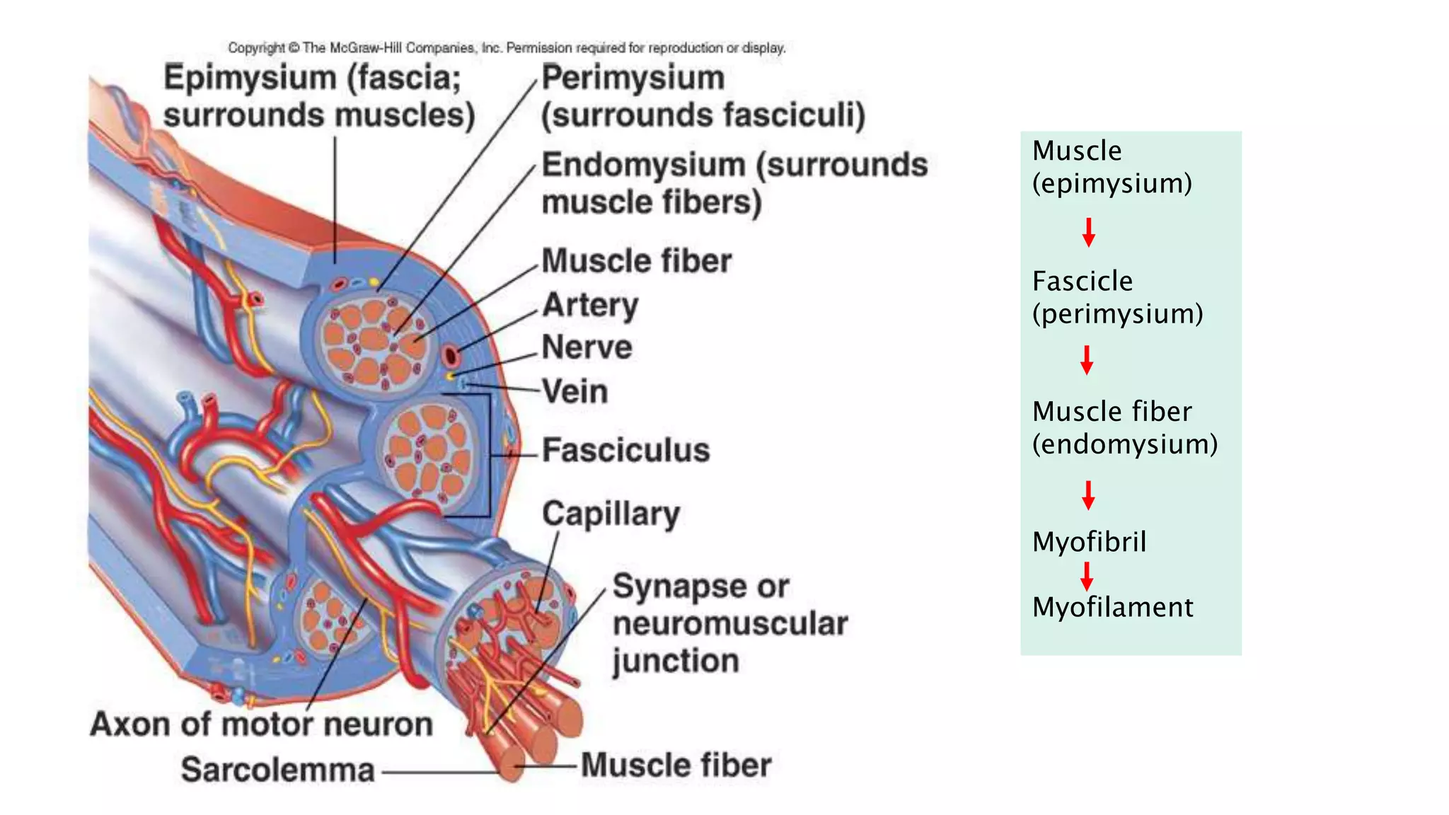 Histologi Sistem Muskular - Histology Muscular System | PPTX