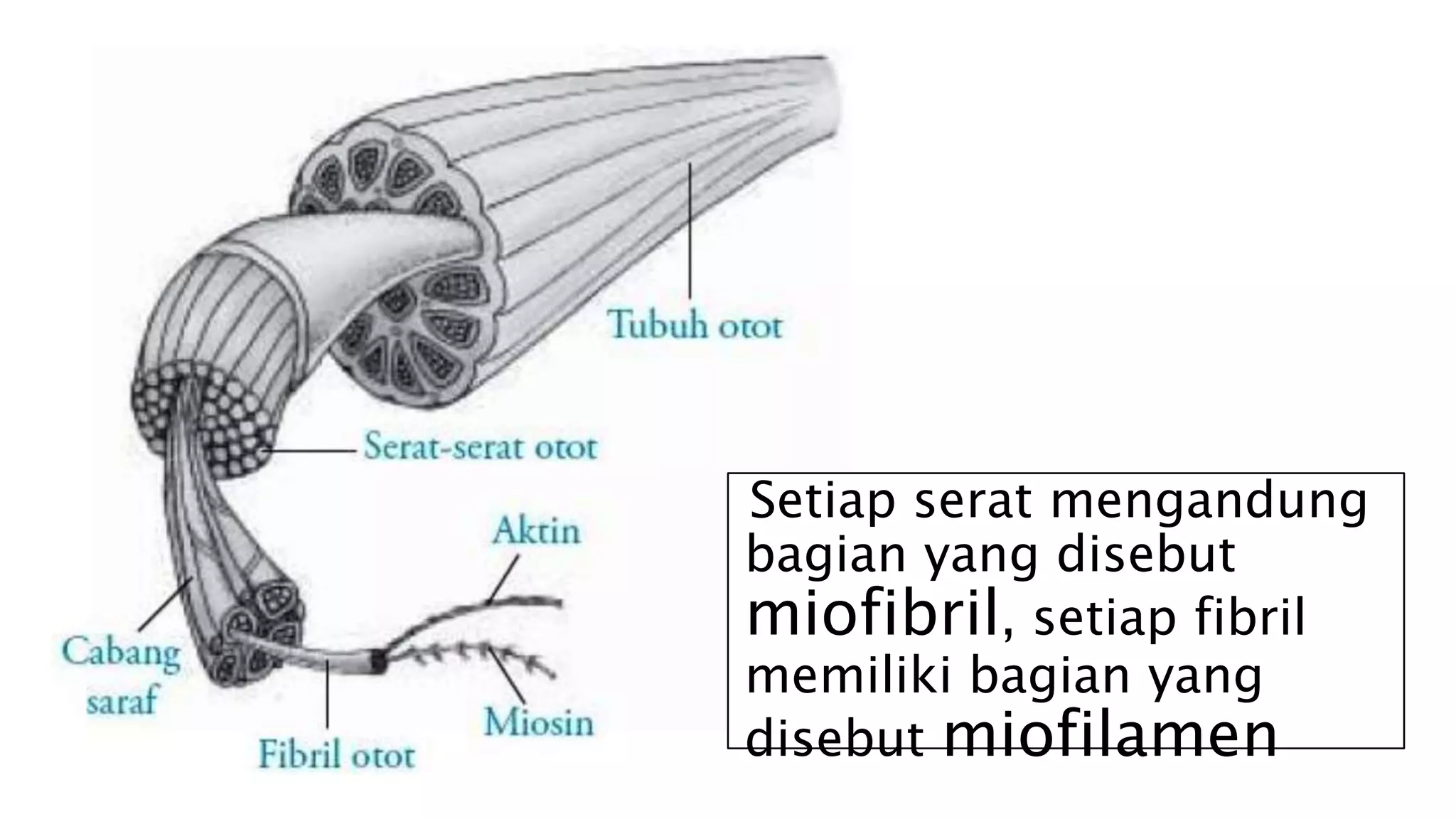 Histologi Sistem Muskular - Histology Muscular System | PPTX