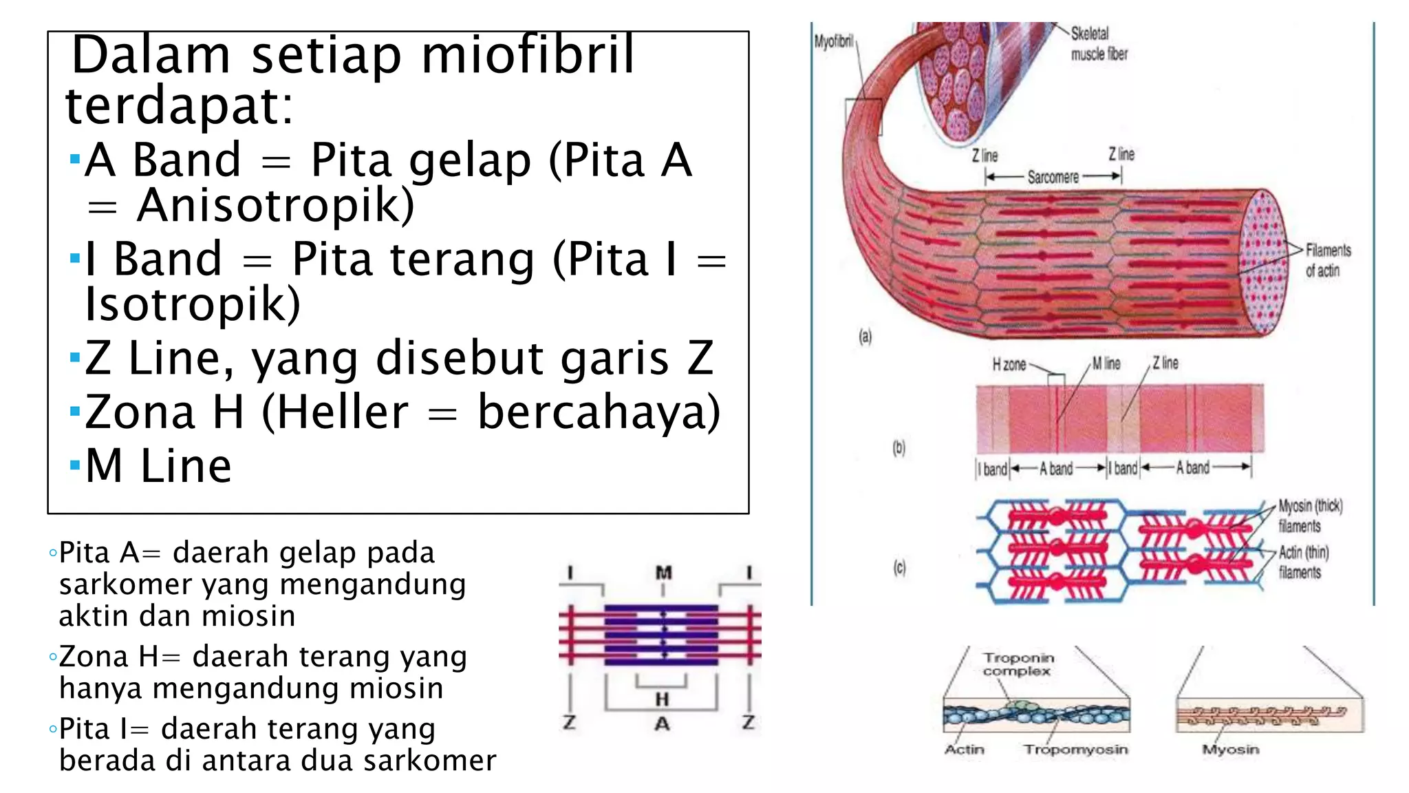 Histologi Sistem Muskular - Histology Muscular System | PPTX