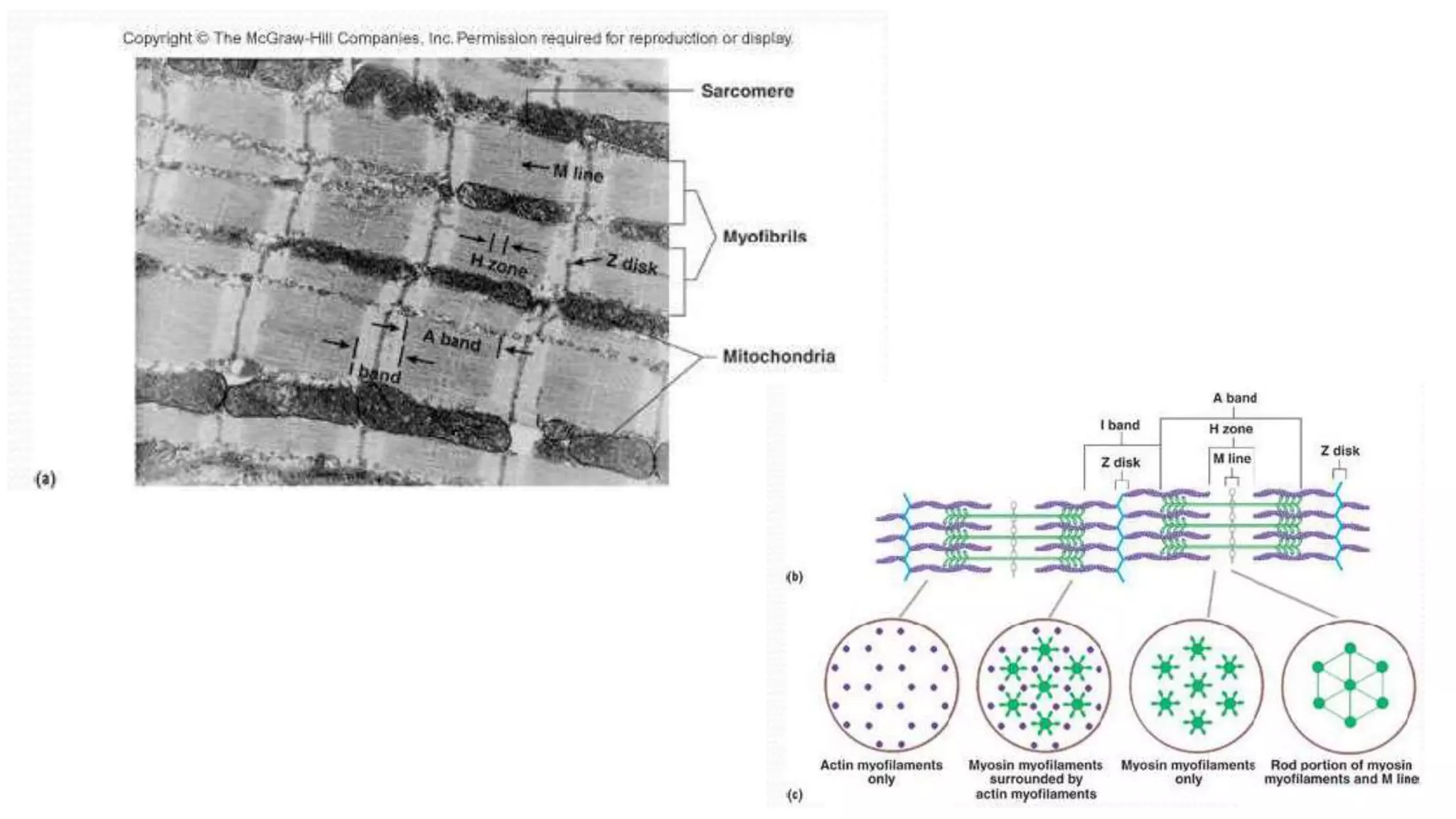 Histologi Sistem Muskular - Histology Muscular System | PPTX