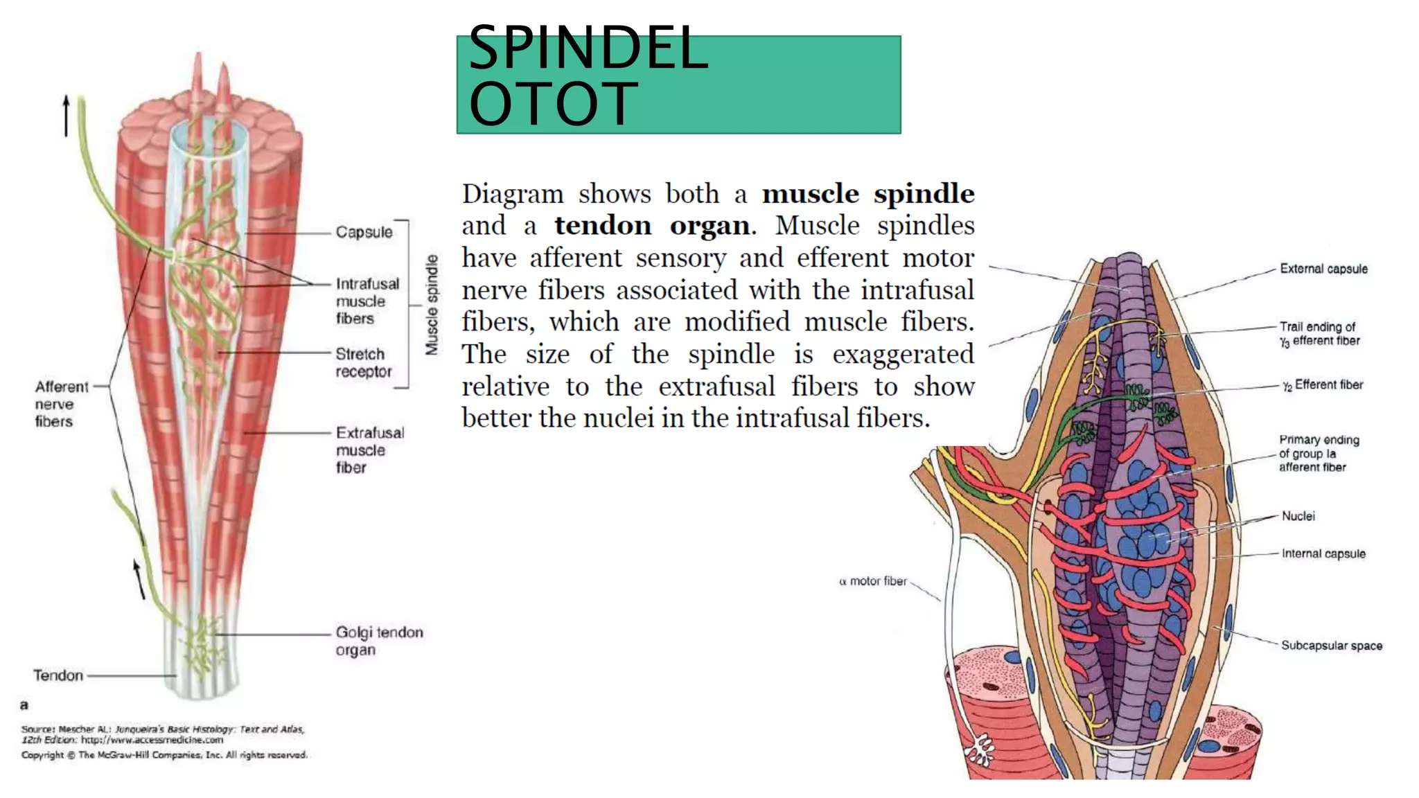Histologi Sistem Muskular - Histology Muscular System | PPTX