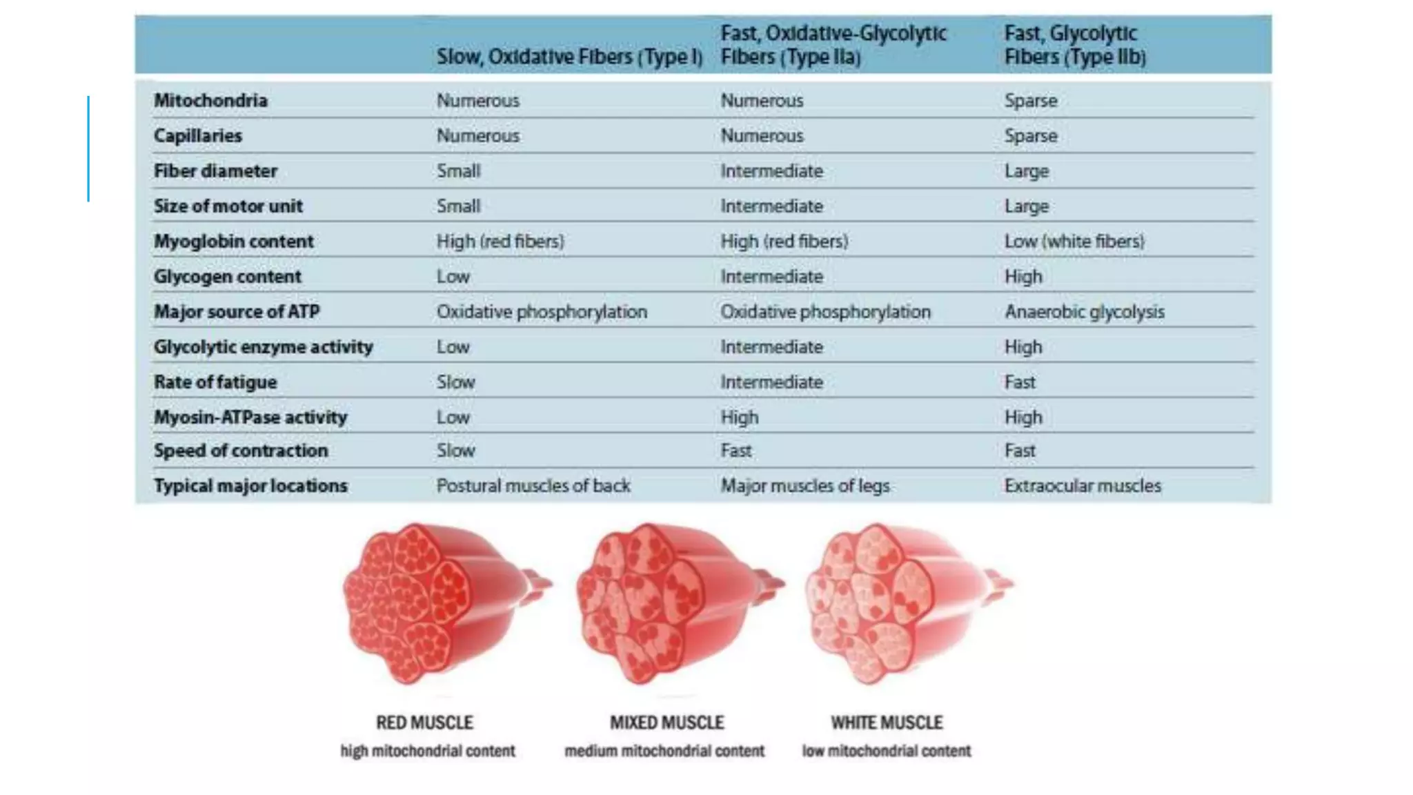 Histologi Sistem Muskular - Histology Muscular System | PPTX
