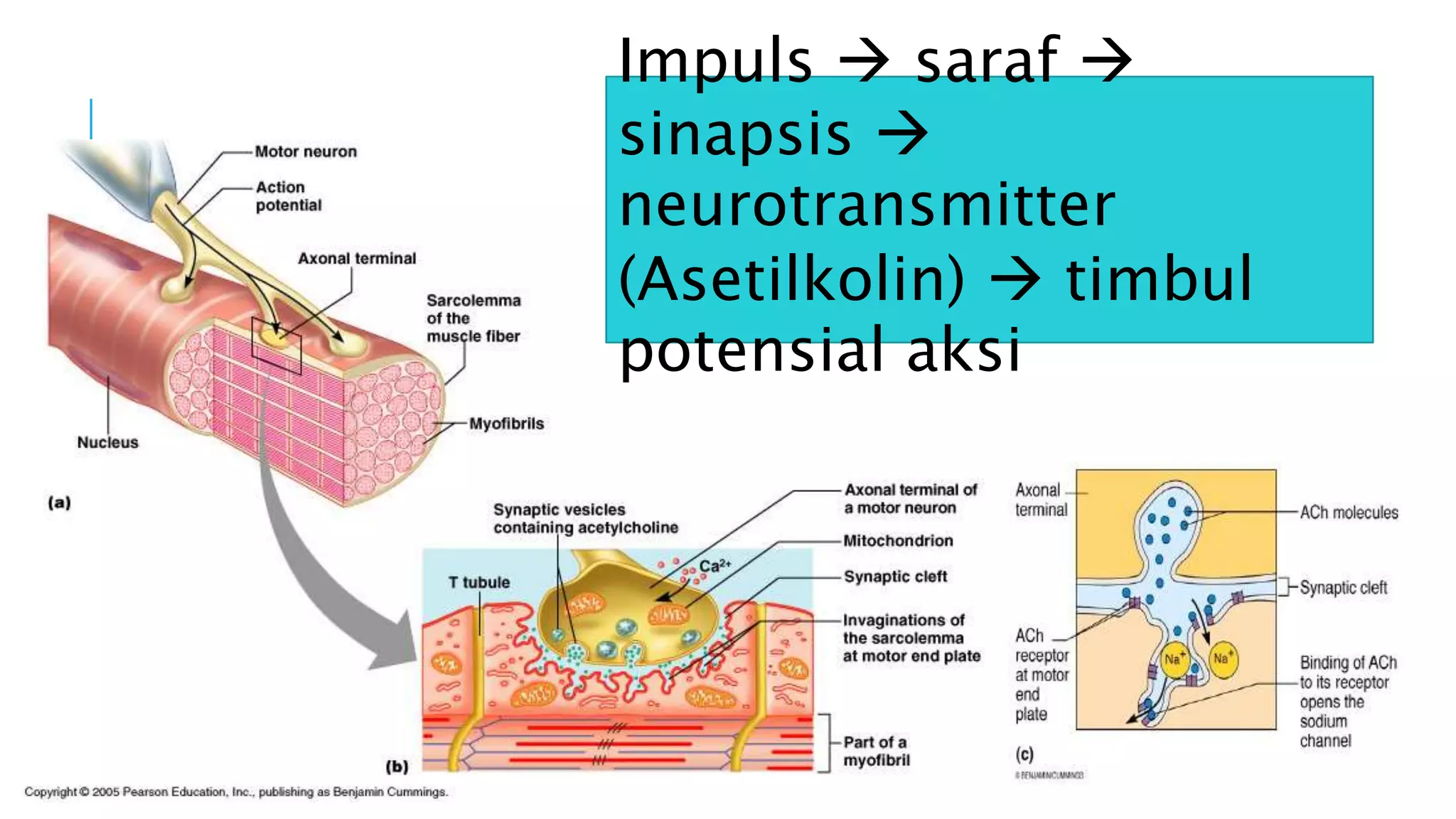 Histologi Sistem Muskular - Histology Muscular System | PPTX