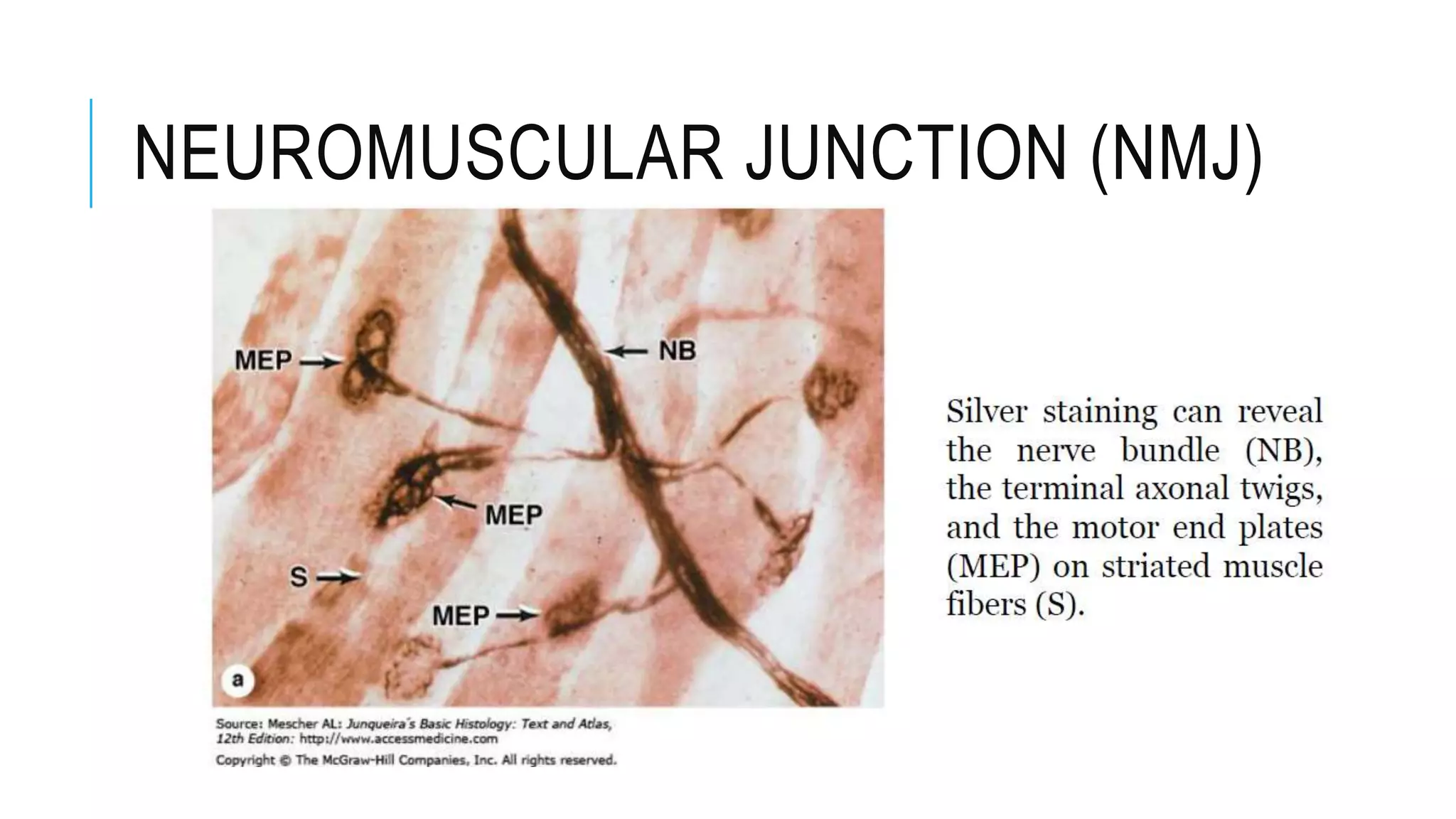 Histologi Sistem Muskular - Histology Muscular System | PPTX