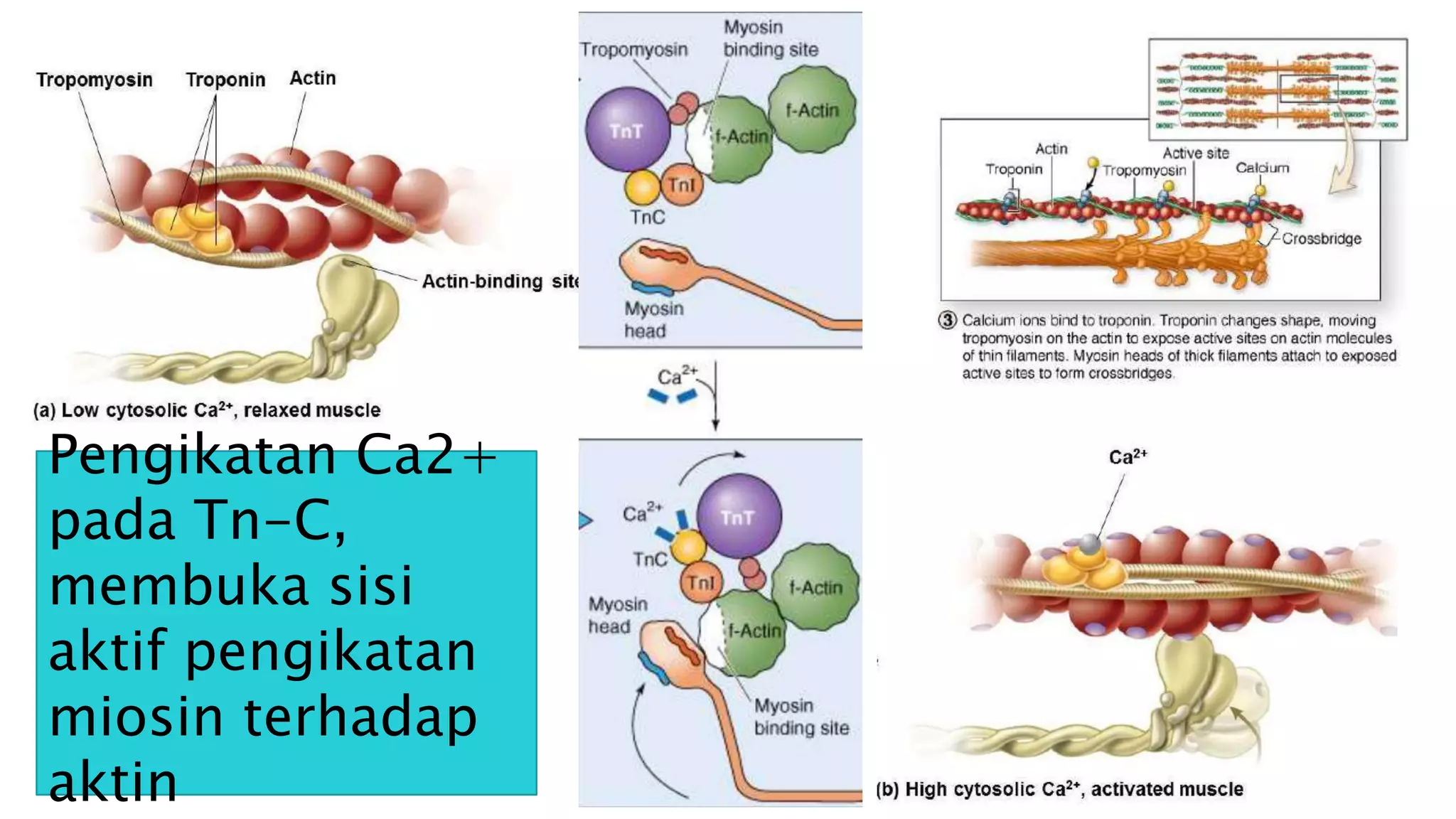 Histologi Sistem Muskular - Histology Muscular System | PPTX