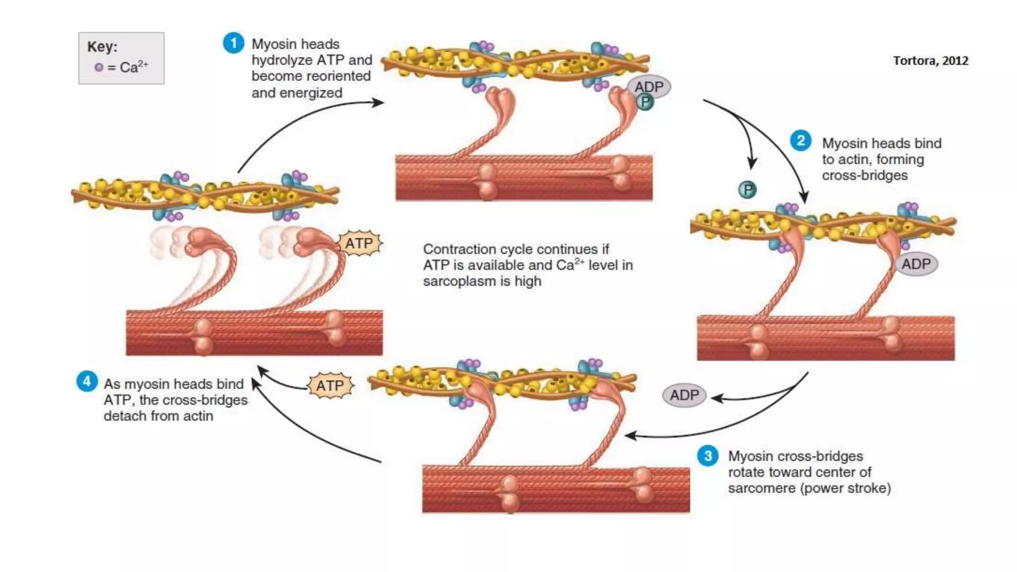 Histologi Sistem Muskular - Histology Muscular System | PPTX