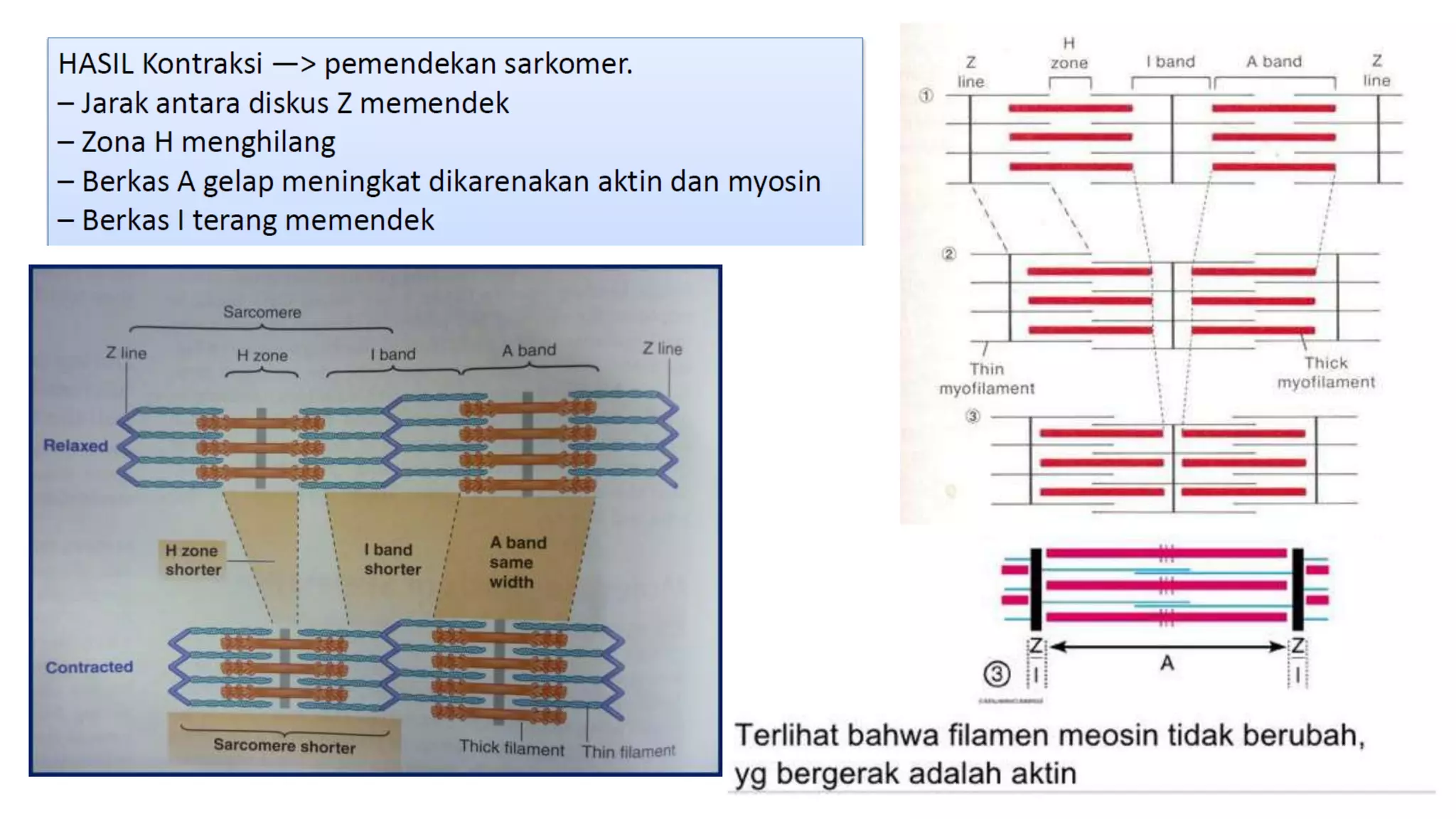 Histologi Sistem Muskular - Histology Muscular System | PPTX