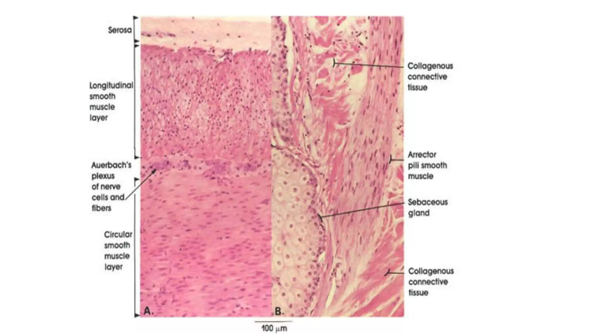 Histologi Sistem Muskular - Histology Muscular System | PPTX