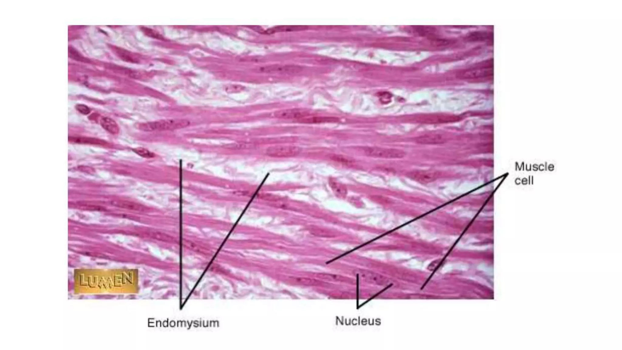 Histologi Sistem Muskular - Histology Muscular System | PPTX